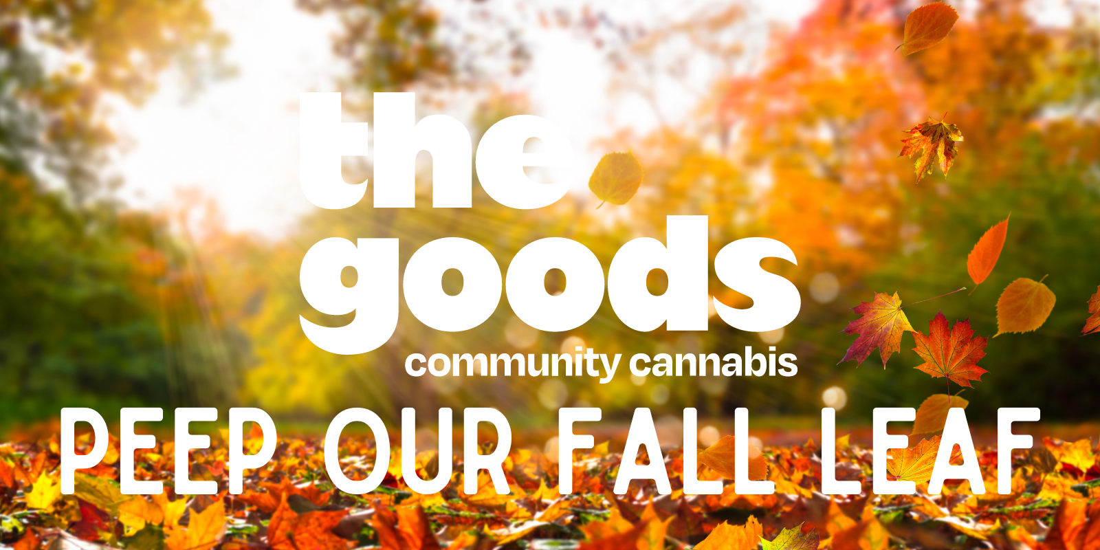 Peep Our Fall Leaf: A Look at Premium Massachusetts Cannabis Flower ...